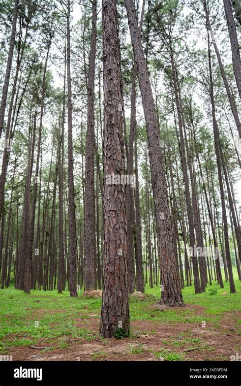 Pine Trees Grow Nice And Tidy In Lines With Equal Spaces Between Lines