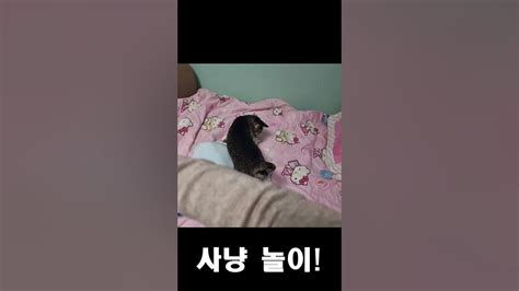 고양이와 사냥놀이 하면서 놀아주기 Youtube