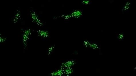 Boids Algorithm In Godot With Spatial Partitioning Rgodot