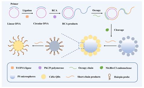 Single Nucleotide Recognition And Mutation Site Sequencing Based On A