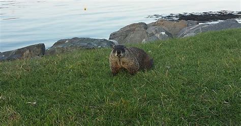 Gopher Groundhog Whatever Imgur
