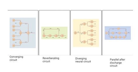 Types Of Neural Circuits