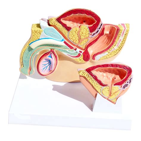 Buy K99 Bladder Anatomical Model Male Genital Organ Model Normal Hyperplasia Prostate Model