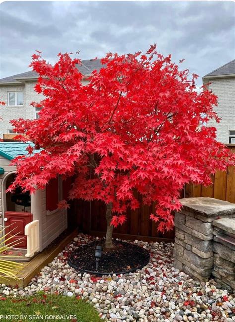 Magnolia ნეკერჩხალი ოსაკაზუკი Facebook