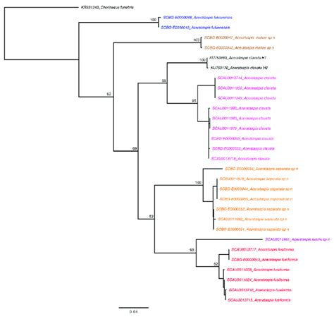 maximum likelihood tree demonstrating the clusters of acerataspis