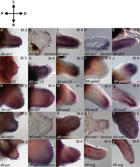 4 Wmish Showing Expression Of Mesodermal Transcription Factors In The