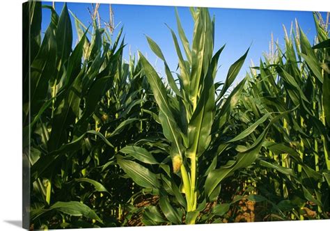 Closeup Of Mid Growth Tasseled Out Grain Corn Plants Showing A Young