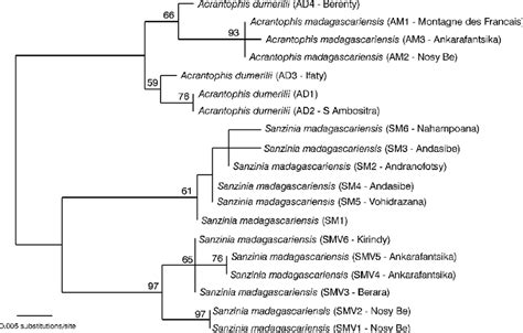 Unrooted Maximum Likelihood Phylogram Based On 484 Nucleotides From The Download Scientific