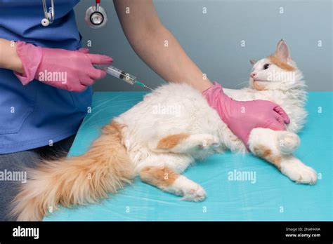 Veterinarian Giving An Injection To A Cat Cat At The Veterinary Clinic Doctor Veterinarian