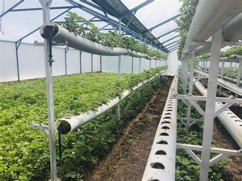 How To Set Up Your Own Hydroponic System Cone Piece