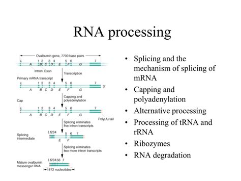 Rna Processing Splicing Capping And Degradation