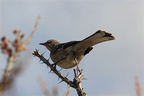 Highlights Of Javascript — Alerts Variables Numbers And Strings By