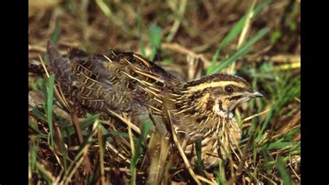 ღალღა და მწყერი Youtube