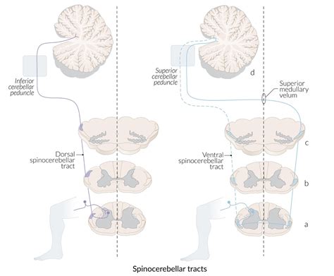 Ventral Spinocerebellar Tract Pathway