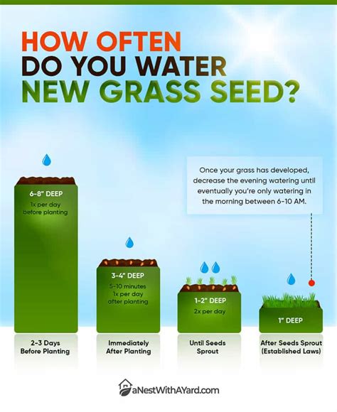 How Long Does Grass Seed Take To Grow 2022 A Nest With A Yard