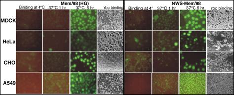 Binding Internalization And Synthesis Of Viral Proteins In Different Download Scientific