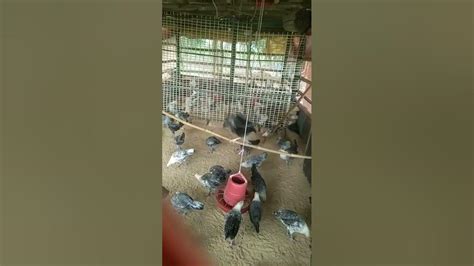 ডিমের রাজা ফাউমি মুরগী। Youtube