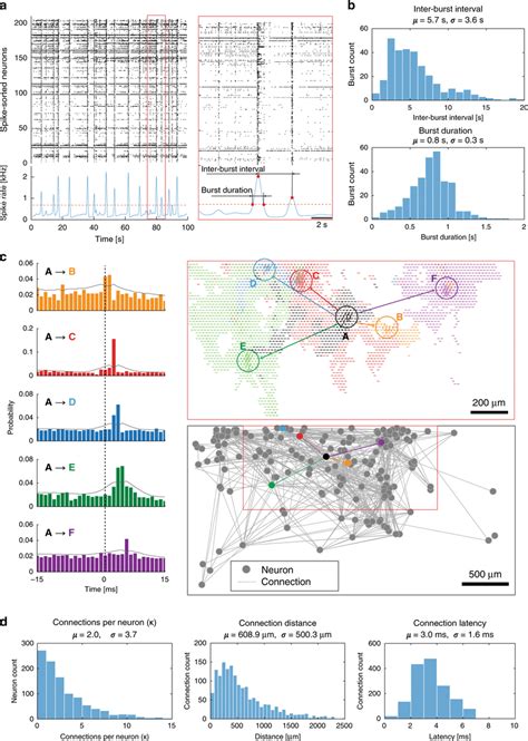 Network Analysis Of Primary Neuron Cultures A Raster Plot Of A Burst