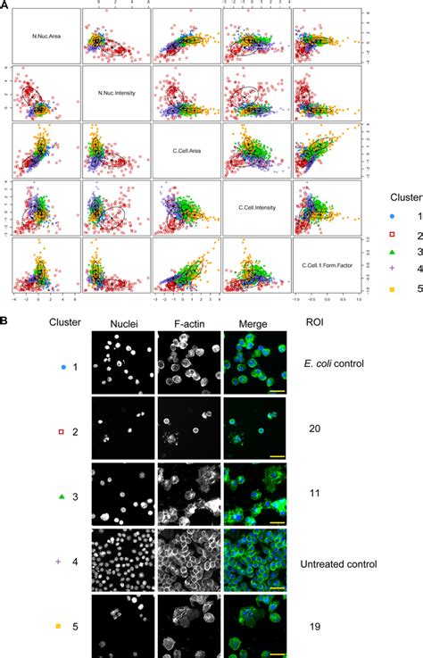 Multivariate Cluster Analysis Of Morphometric Data From Treated