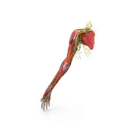 Extensor Tendon Enthesopathy Png Images And Psds For Download Pixelsquid