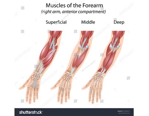 Flexors Of Forearm Quiz