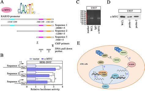 The Transcription Of Rab3d Was Activated By C Myc A The Potential Download Scientific Diagram