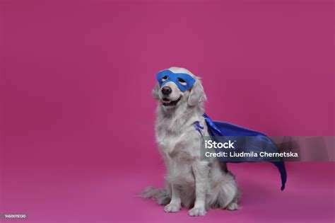 파란색 슈퍼히어로 망토를 입은 사랑스러운 개 분홍색 배경에 마스크 텍스트를 위한 공간 개에 대한 스톡 사진 및 기타 이미지 개 망토 슈퍼히어로 Istock