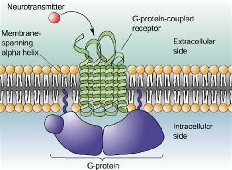 figure 2 1 from kernel based manifold visualization of gpcr sequences