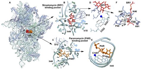 9 Presence Of Modified Base Pairs At The Binding Site Of Antibiotics Download Scientific