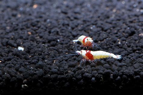 Crystal Red Shrimp Sss Grade Soshrimp