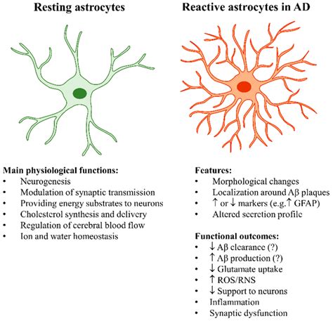 Main Physiological Functions Of Astrocytes And Features Of Reactive
