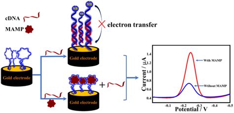 An Electrochemical Aptasensor For Methylamphetamine Rapid Detection By Single On Mode Based On
