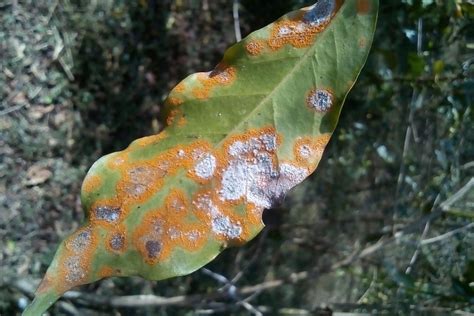 Fungus Eating Fungus Could Be The Answer To Coffee Leaf Rust Global