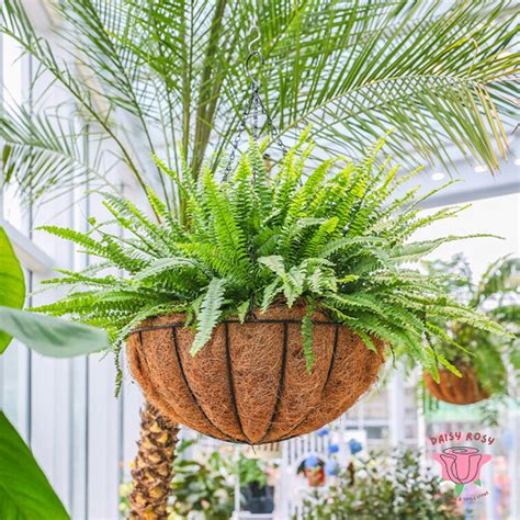 กระถางต้นไม้ ทรงกะลามะพร้าว กระถางแขวน ขุยมะพร้าว กระถางห้อย กระเช้าห้อย สำหรับตกแต่งสวน Flower