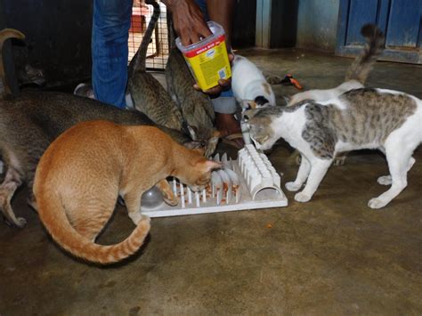 Rescue Cats At Shelter 1 Up For Adoption Visakha Spca India Inc