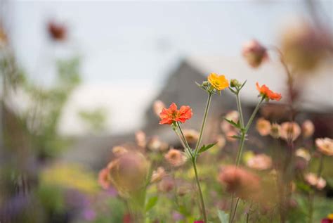 Download Flower Garden Spring Zoom Background