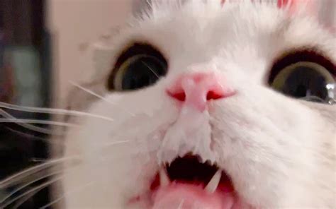 小猫咪！你在狗叫什么 哔哩哔哩