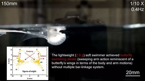 ‘butterfly Bot Is Fastest Swimming Soft Robot Yet North Carolina State University Swimmers