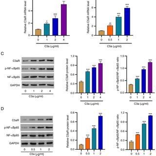 Complement C3a And C5a Enhance C3aR And C5aR Expression And Activate Download Scientific