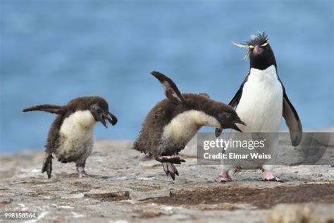 5,381 Hopp Stock Photos, High-Res Pictures, and Images - Getty Images