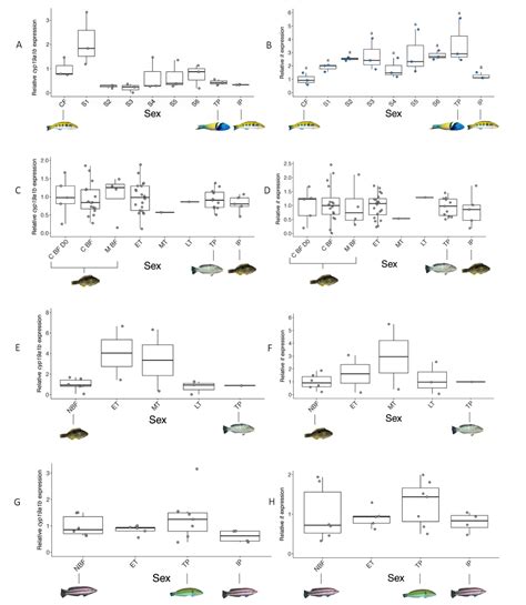 Sex Change In Wrasse Gonads And Genetics Sequential Hermaphroditism In Fish