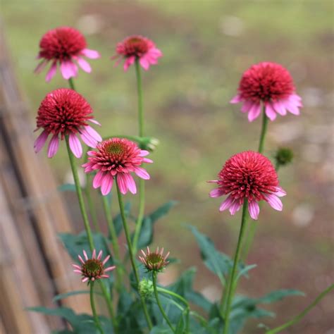 寄せ植えブリコラージュ フラワー