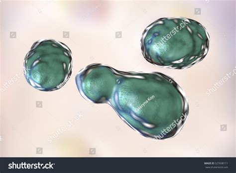 Pathogenic Yeast Fungus Cryptococcus Neoformans Which Stock