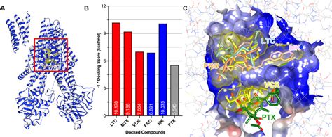 Mrp1 Substrate Anticancer Drugs And Modulators Docked Into Mrp1‐binding