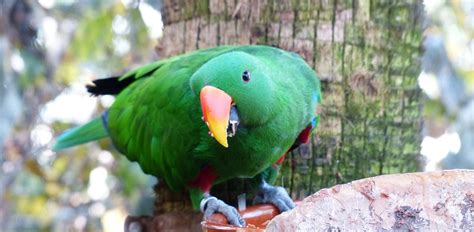 Cockatoo Characteristics Diet Facts And More Fact Sheet