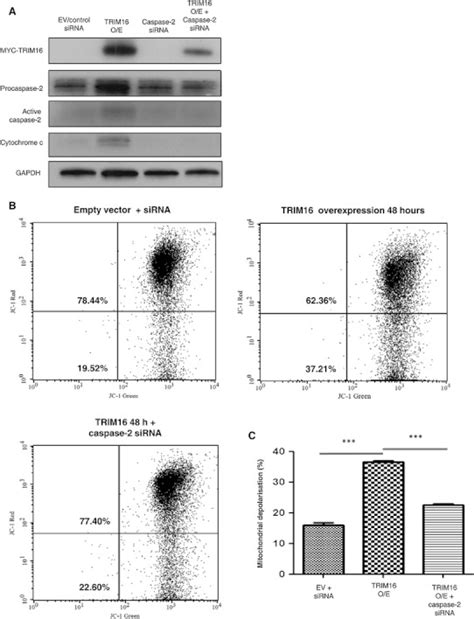 Caspase 2 Activation Release Of Cytochrome C And Mitochondrial Download Scientific Diagram
