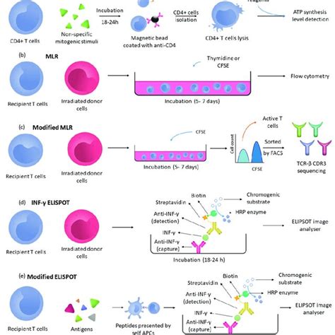 Cellular Immunity Detection Method A Immuknow Recipient S T Cells Download Scientific