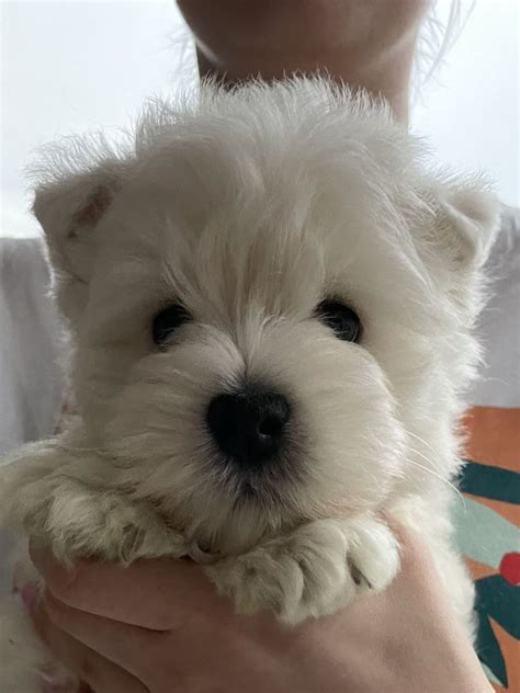 Вест Хайленд Вайт терєр 25 000 грн Собаки Львів на Olx