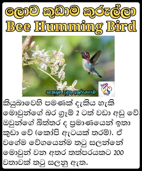 දැනුම බෙදමු Danuma Bedamu දැනුම බෙදමු Danuma Bedamu