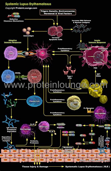 Biological Databases And Tools Systemic Lupus Erythematosus Protein Lounge